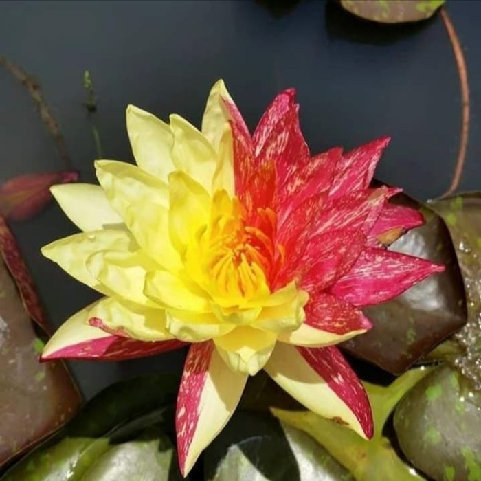 Jual Tanaman Hias Air Aquascape - Bibit Bunga Teratai Yellow Pink ...