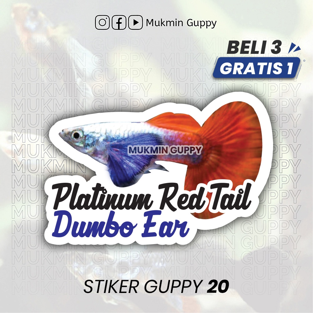 Jual Stiker Guppy (20) Platinum Red Tail Dumbo Ear | Shopee Indonesia