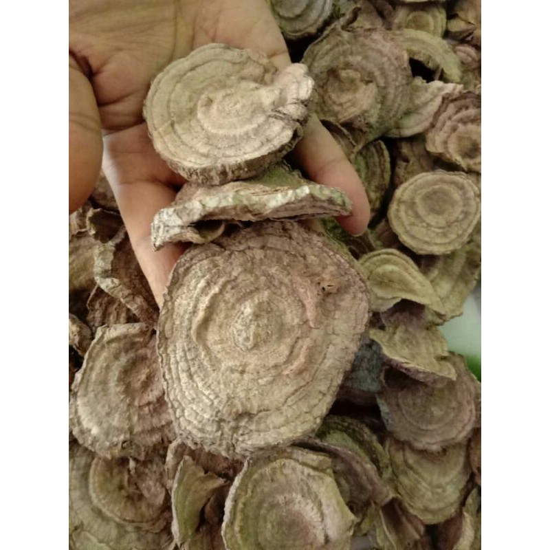 Jual Umbi Bidara upas atau bidara upas atau doro upas | Shopee Indonesia