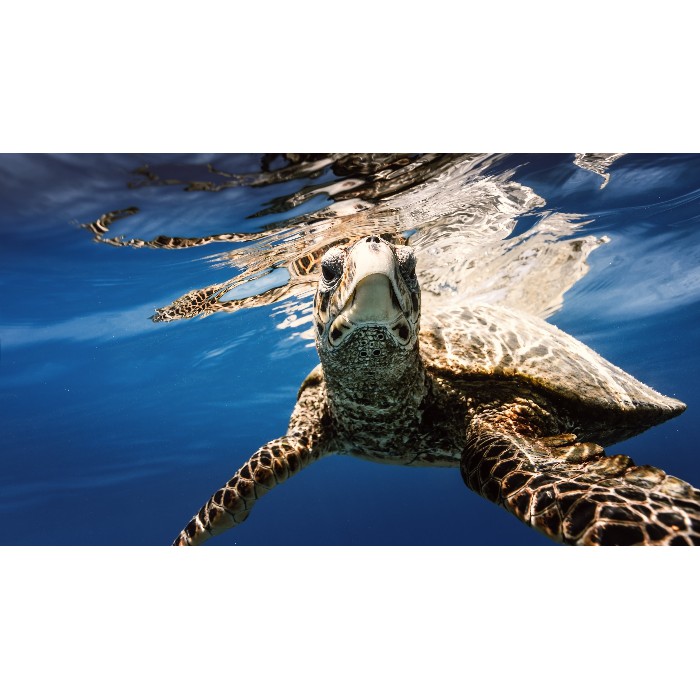 Jual Poster toko hewan Penyu 89x50cm | Shopee Indonesia