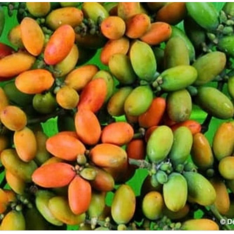 Jual Buah Melinjo/Sayur/250gram-500gram-1000gram | Shopee Indonesia