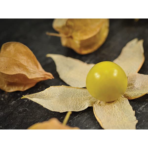Jual Benih buah yellow ground cherry (30 seed) | Shopee Indonesia