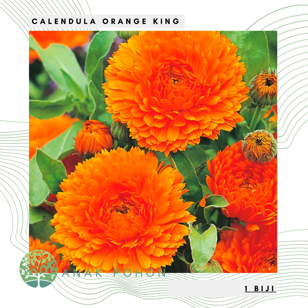 Jual Benih Bibit Biji - Bunga Calendula Orange King Flower Seeds ...
