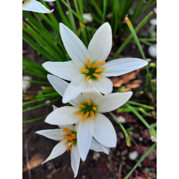 Jual Rain Lily putih/ umbi bunga rain lily putih/ tanaman hias ...