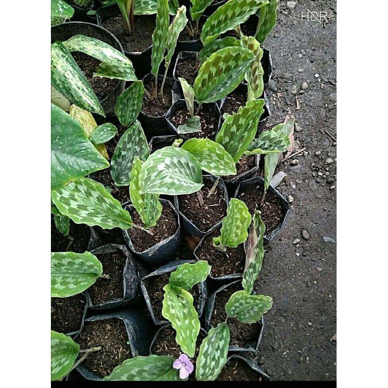 Jual tanaman hiasa calathea sayap elang | Shopee Indonesia