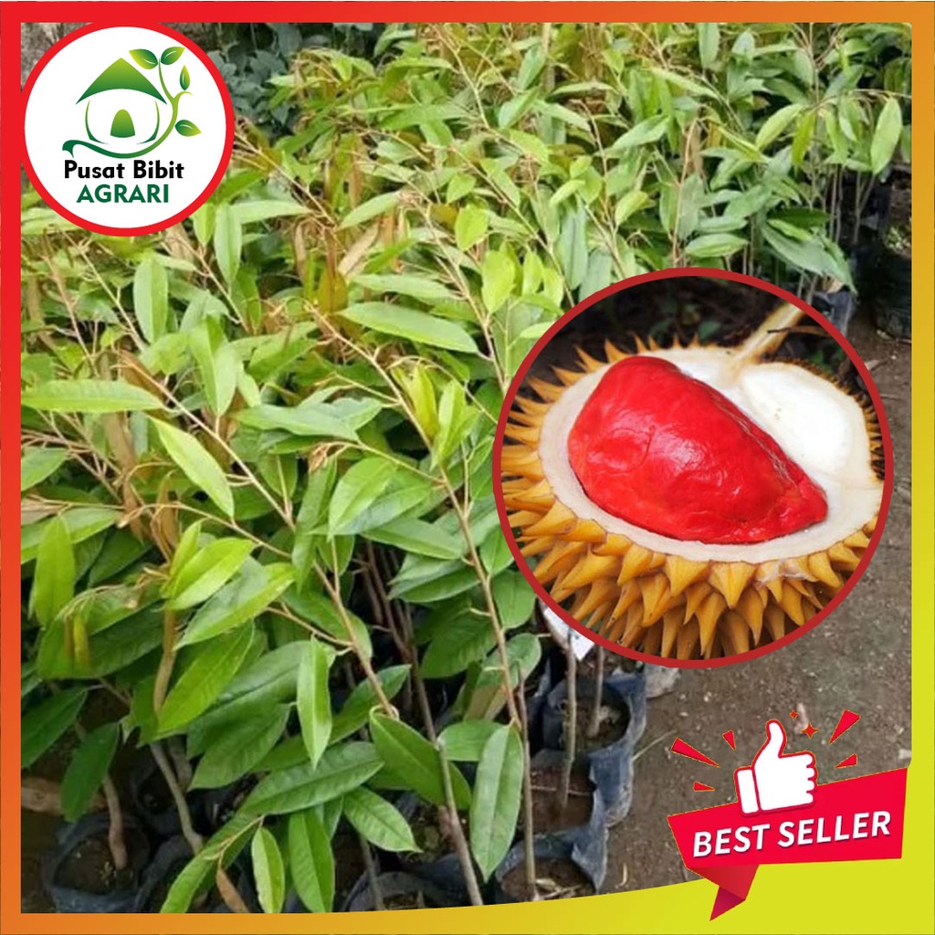 Jual Bibit Durian Merah Asli Tanaman Buah Hasil Okulasi Super Unggul ...