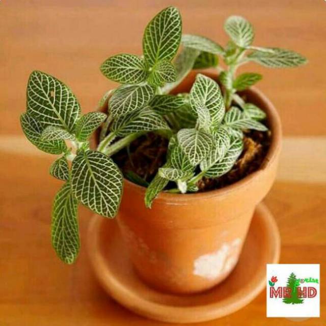 Jual Tanaman hias pot gantung fitonia white | Shopee Indonesia