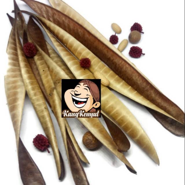 Jual Kulit petai cina/lamtoro/ mandingan 50gram | Shopee Indonesia