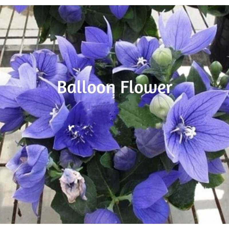 Jual 2 biji Benih BUNGA BALLON FLOWER PLATYCODON bibit bunga ballon ...