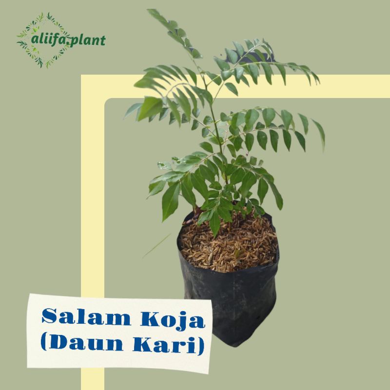 Jual bibit daun kari atau salam koja | Shopee Indonesia