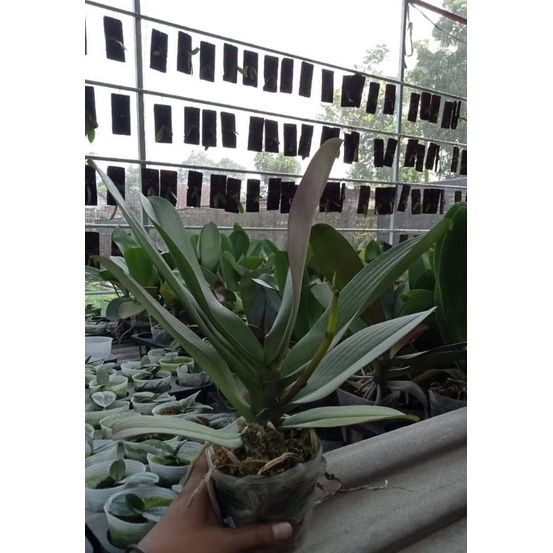 Jual anggrek hibrida bulan spike | Shopee Indonesia