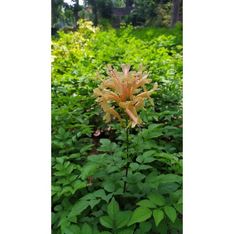 Jual bibit bunga tecomaria | Shopee Indonesia