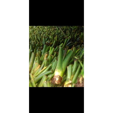 Jual Bibit talas beneng mahkota | Shopee Indonesia