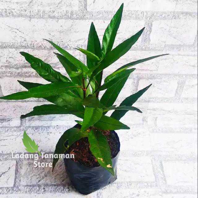 Jual Gandarusa Tanaman Herbal Bibig Gandarusa Daun Gandarusa | Shopee ...