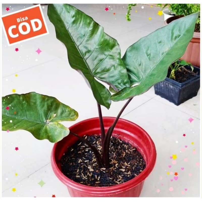 Jual CALADIUM, CALADIUM BLACK COLOR, CALADIUM HITAM | Shopee Indonesia