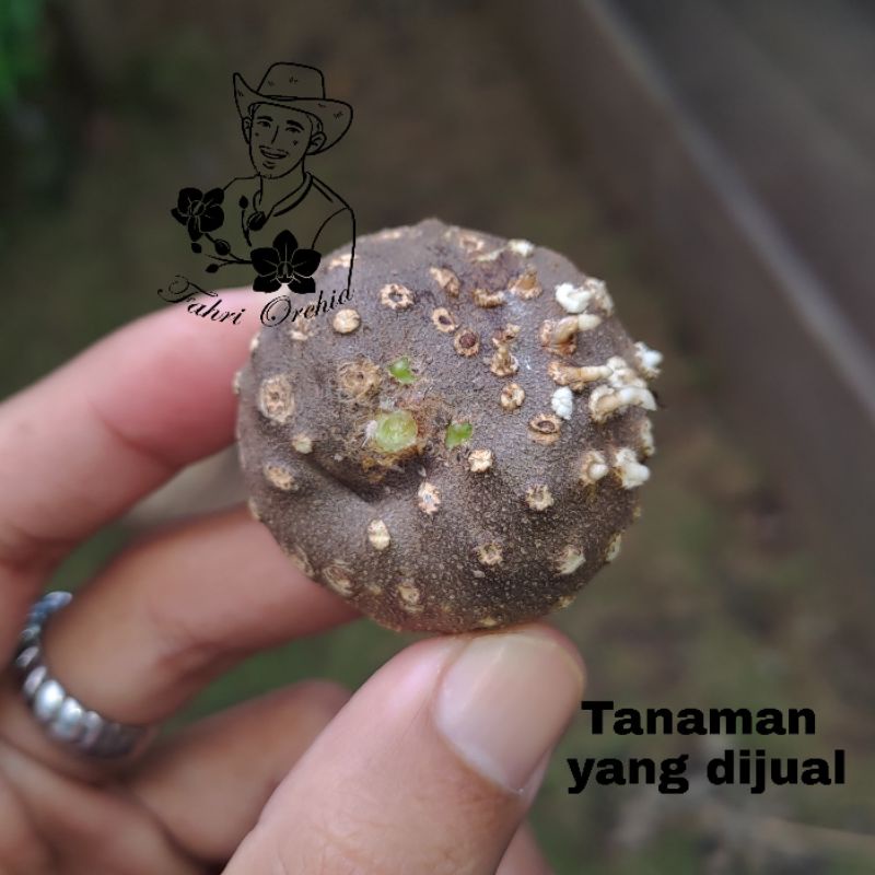 Jual FahriOrchid - Dioscorea esculenta (Gembili) umbi tanaman hias dan ...