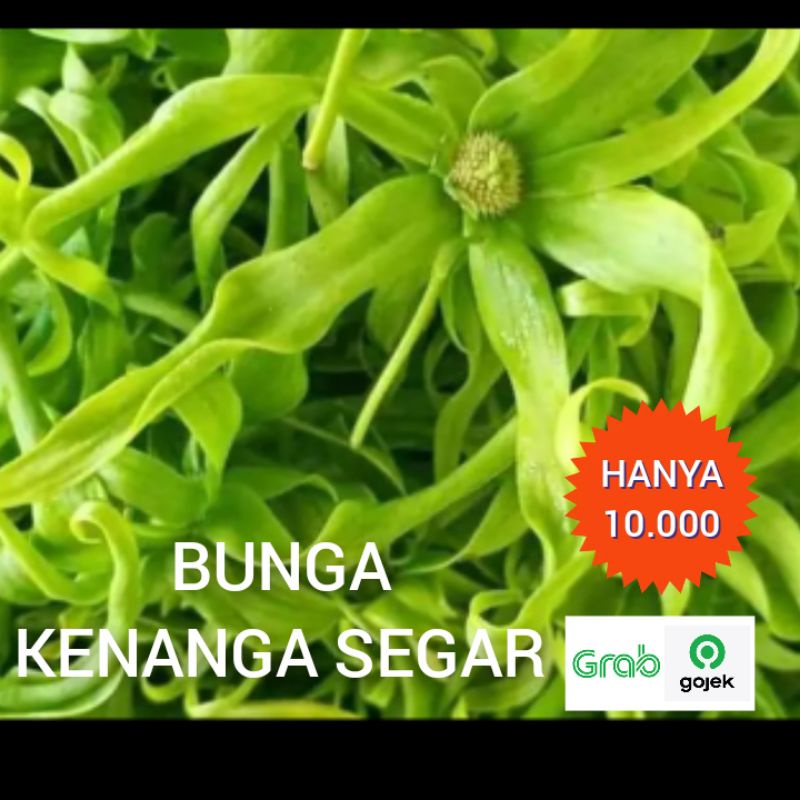 Jual kembang kenanga segar bunga kenanga wangi paket murah | Shopee ...