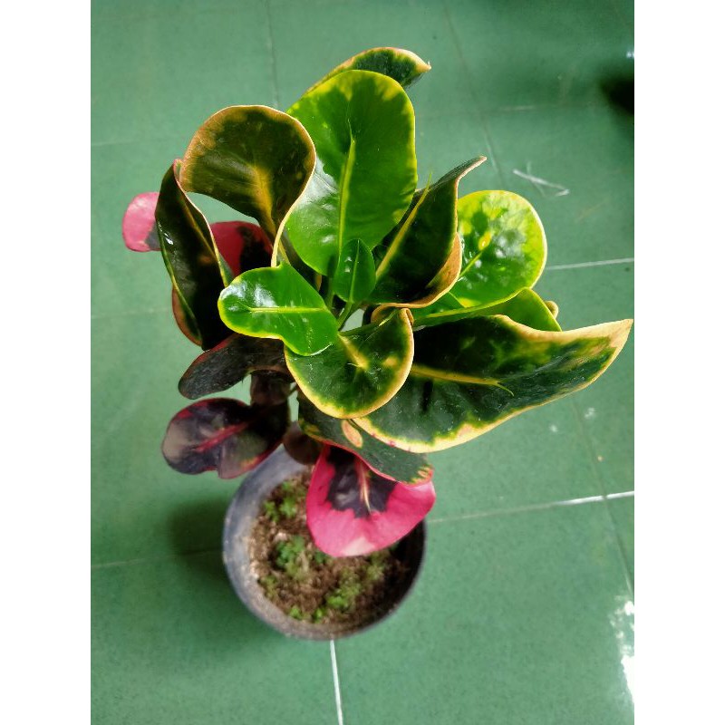 Jual Puring Apel | Shopee Indonesia