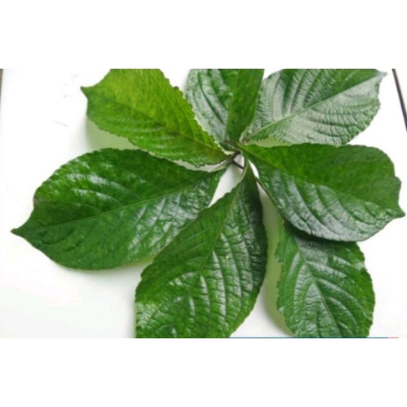 Jual Daun keji beling/pecah beling segar 1kg | Shopee Indonesia
