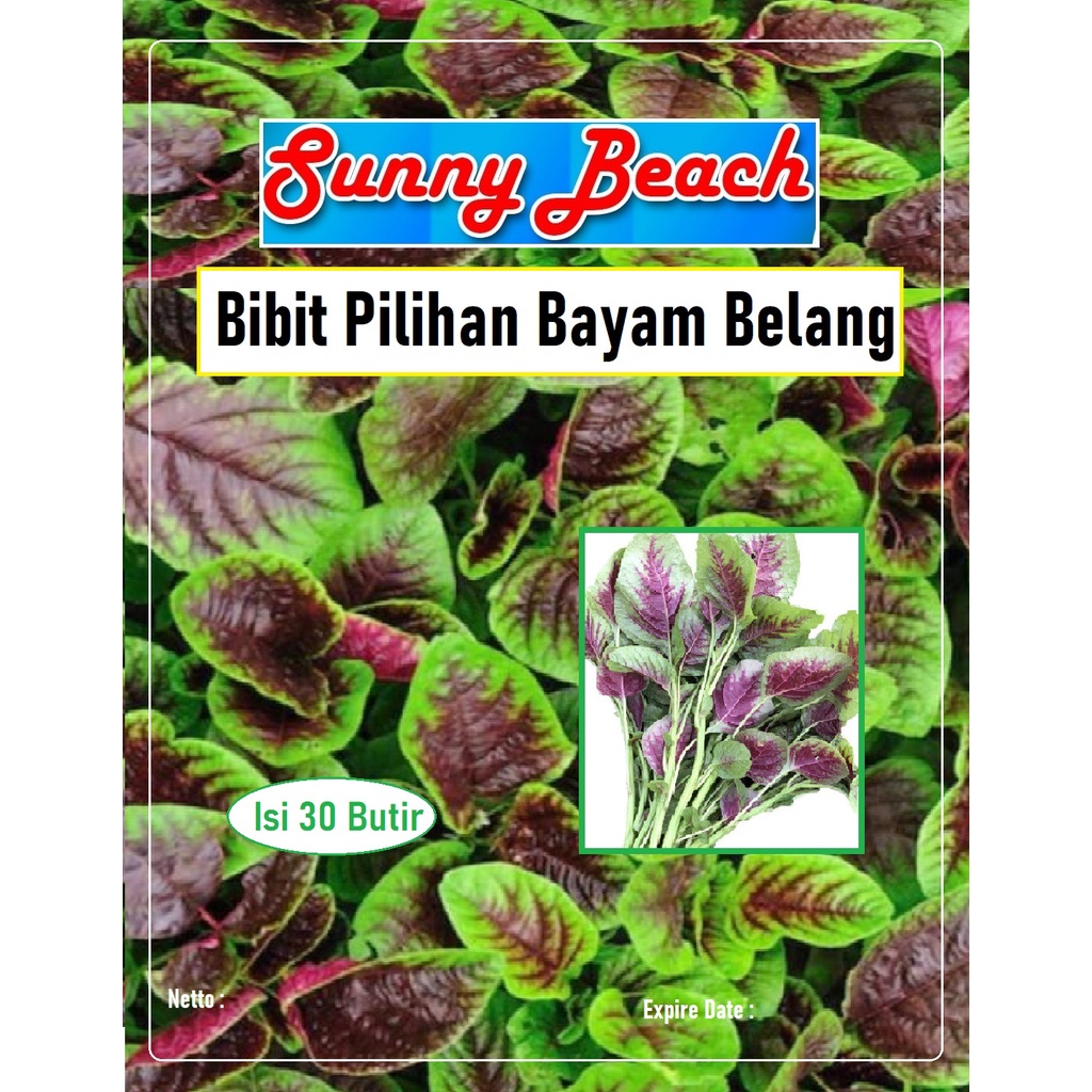Jual Bibit Pilihan Bayam Belang|Benih Bayam Belang|Bayam Batik merah ...