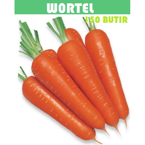 Jual Bibit Benih Biji Wortel Carrot 150 seeds | Shopee Indonesia