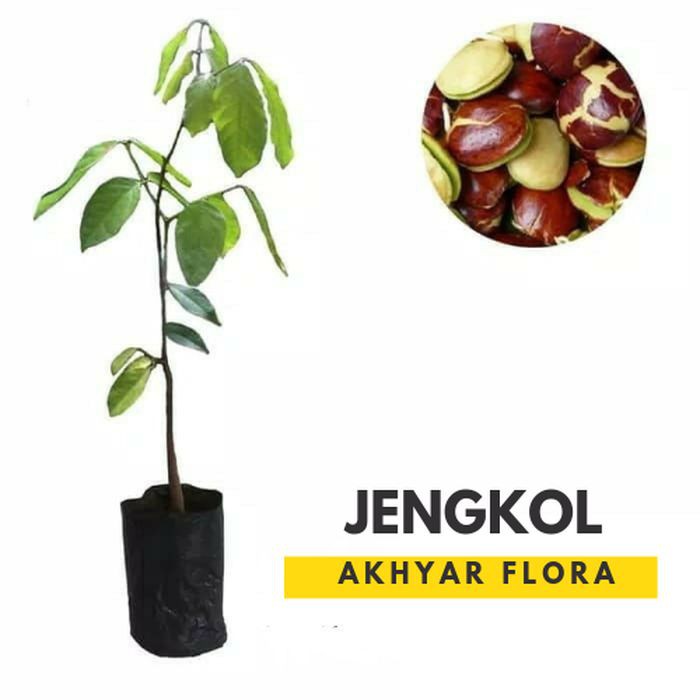 Jual Bibit Jengkol Super Pohon Jengkol Tanaman Jengkol Bibit ...