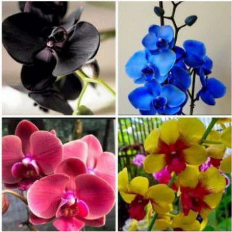 Jual Paket 4 Anggrek Dendrodium Seedling - bunga Anggrek Dendrobium ...