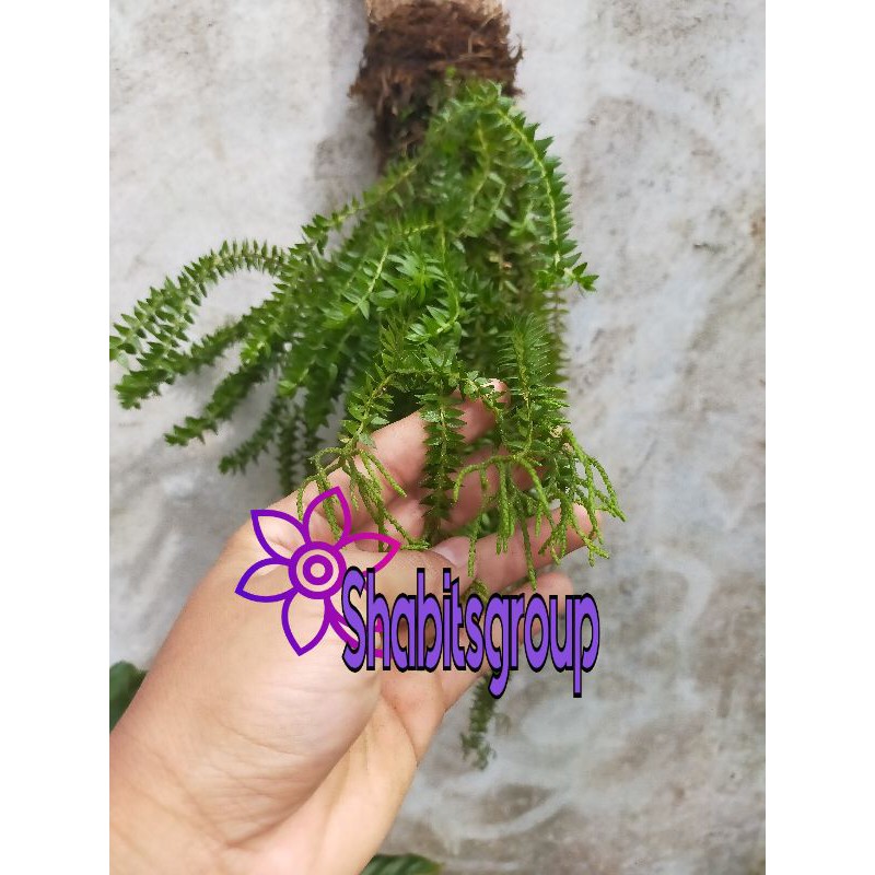 Jual BISA COD Tanaman hias paku kumpai - Huperzia serrata TANAMAN ...