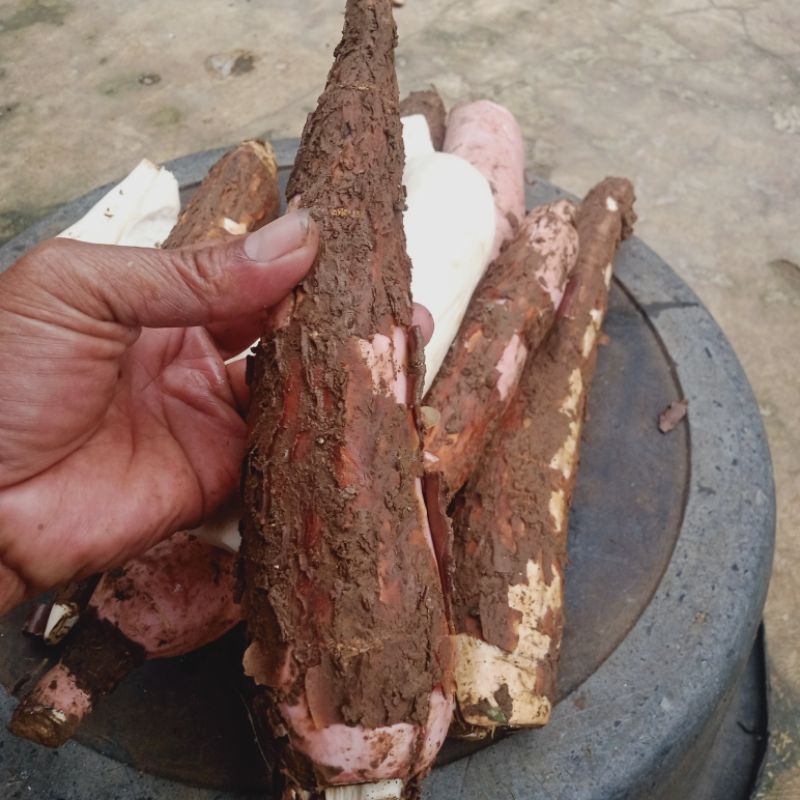 Jual Ubi Ketela Pohon/Singkong Permas 1 Kg | Shopee Indonesia