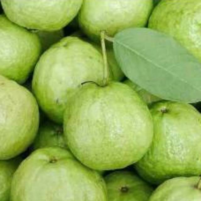 Jual BUAH JAMBU CRYSTAL / JAMBU KRISTAL / GUAVA FRESH | Shopee Indonesia