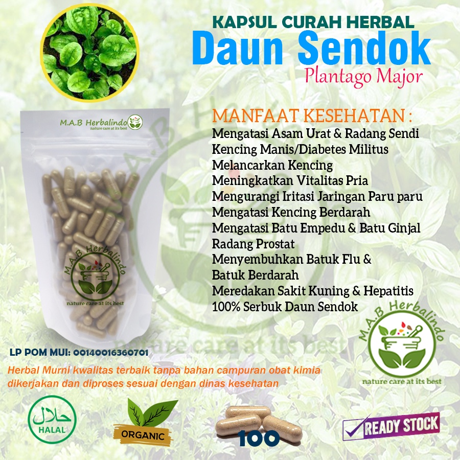 Jual DAUN SENDOK 100 Kapsul Herbal ISPA Peluruh Kencing Darah Bisul ...