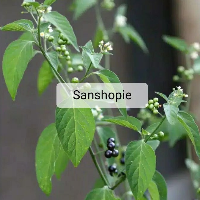 Jual Daun Ranti Atau Daun Leunca Hutan Segar Per 1 Kg | Shopee Indonesia