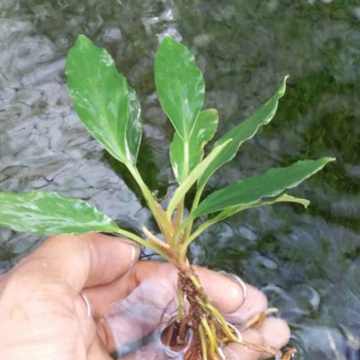 Jual Anubias SP tanaman Aquascape | Shopee Indonesia