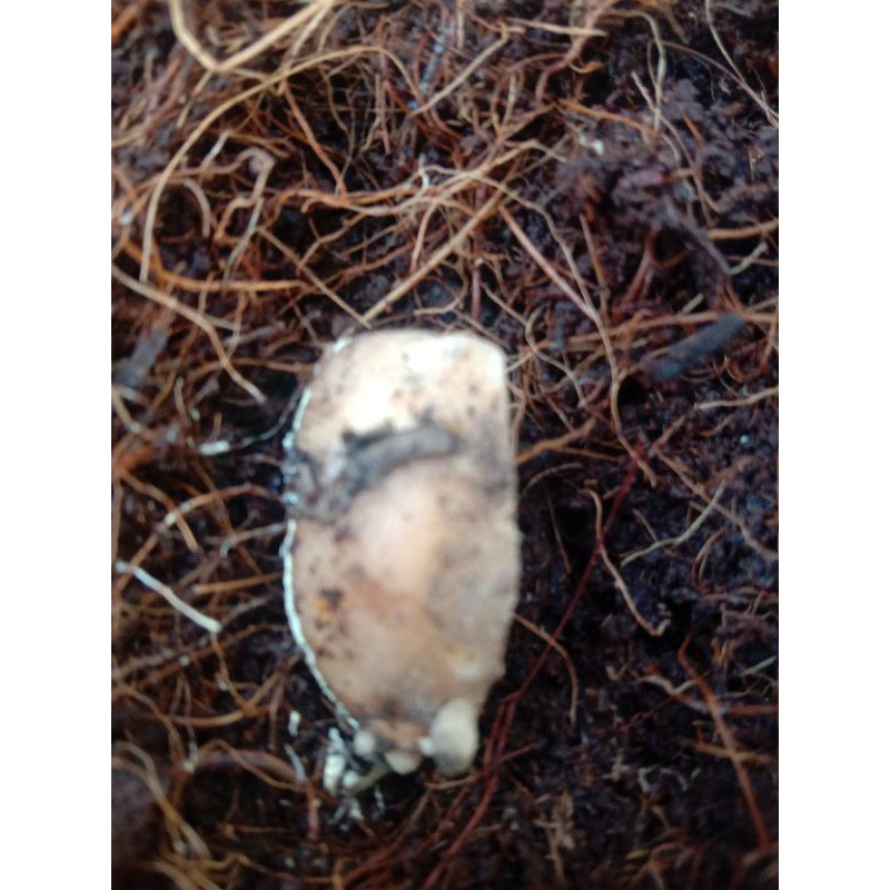 Jual Bonggol caladium bercak papua | Shopee Indonesia