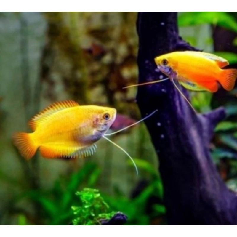 Jual ikan hias sepat madu | Shopee Indonesia