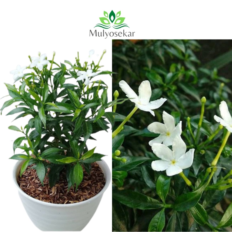 Jual Tanaman Bunga Melati China - Tanaman Hias Rombusa - Pohon Rombusa ...