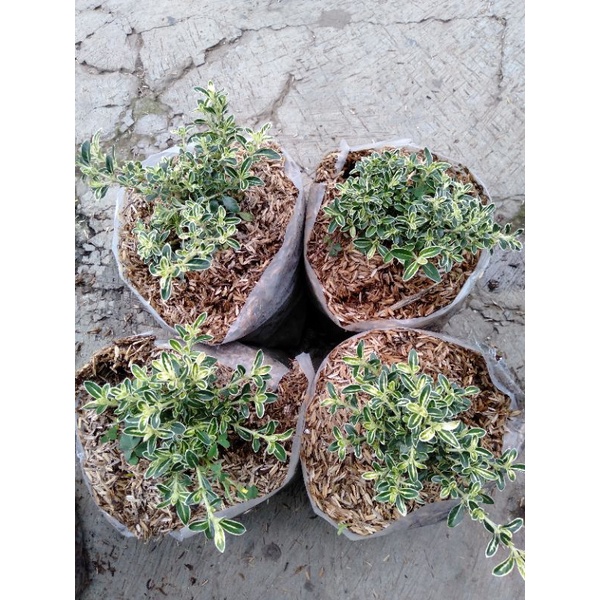 Jual mirten paket 4 | Shopee Indonesia