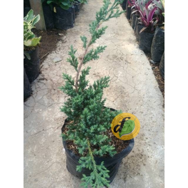 Jual Bibit tanaman cemara bajul/buaya | Shopee Indonesia