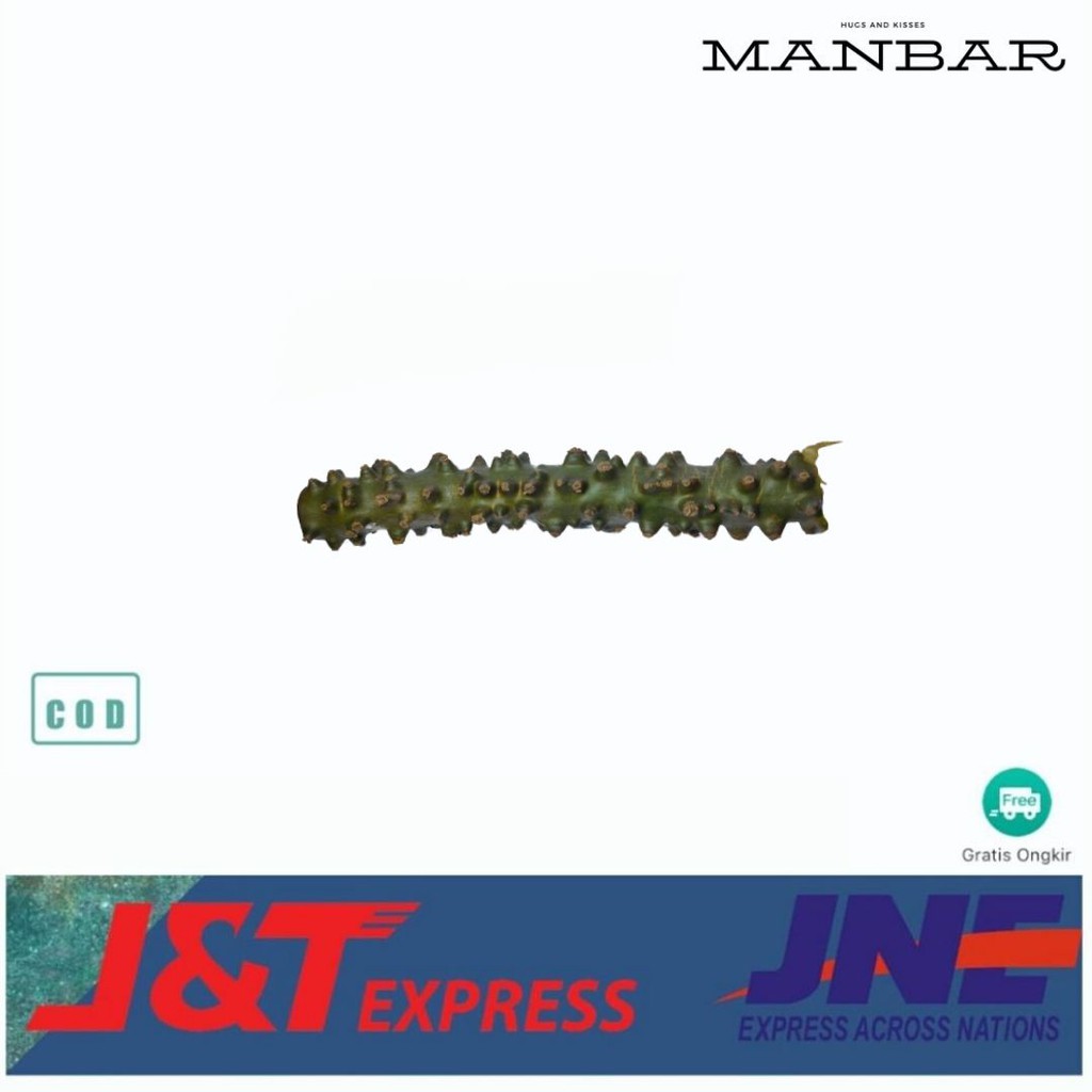 Jual MANBAR - Akar Brotowali batang batrawali tanaman pahit tanaman ...