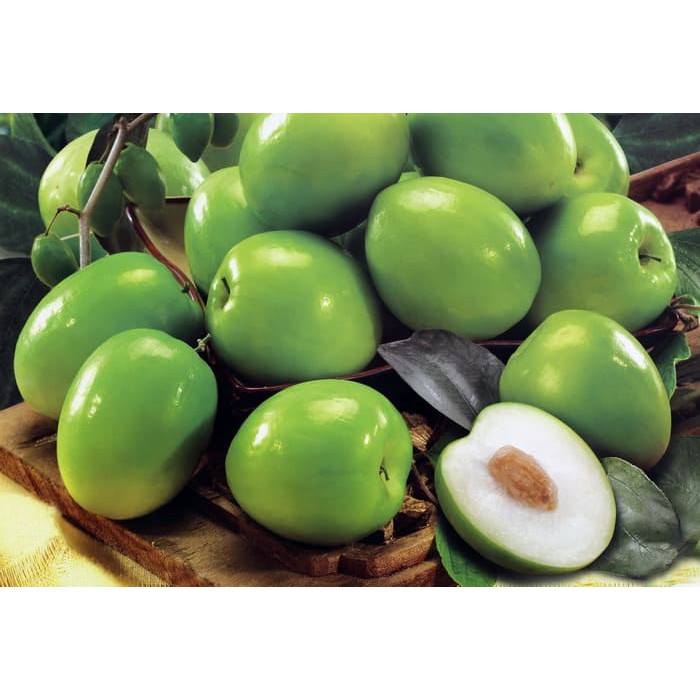 Jual biji/benih/bibit buah widara | Shopee Indonesia Jual biji/benih/bibit buah widara | Shopee Indonesia