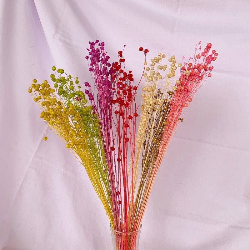 Jual Bunga Kering Lino Buker Asli Dried Flower | Shopee Indonesia