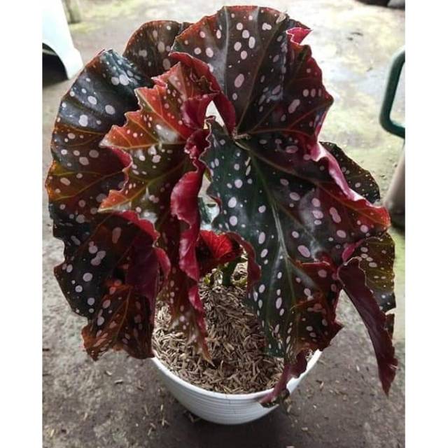 Jual Begonia tutul putih | Shopee Indonesia