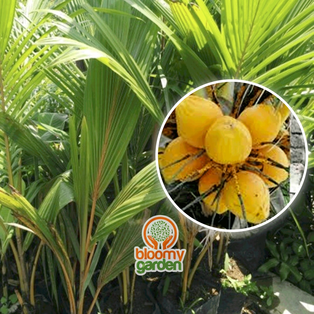 Jual BIBIT KELAPA GADING | Shopee Indonesia