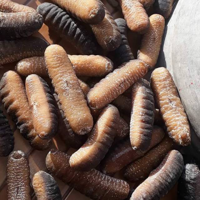 Jual Teripang Atau Gamat Pasir Asal Laskar Pelangi Belitong | Shopee ...