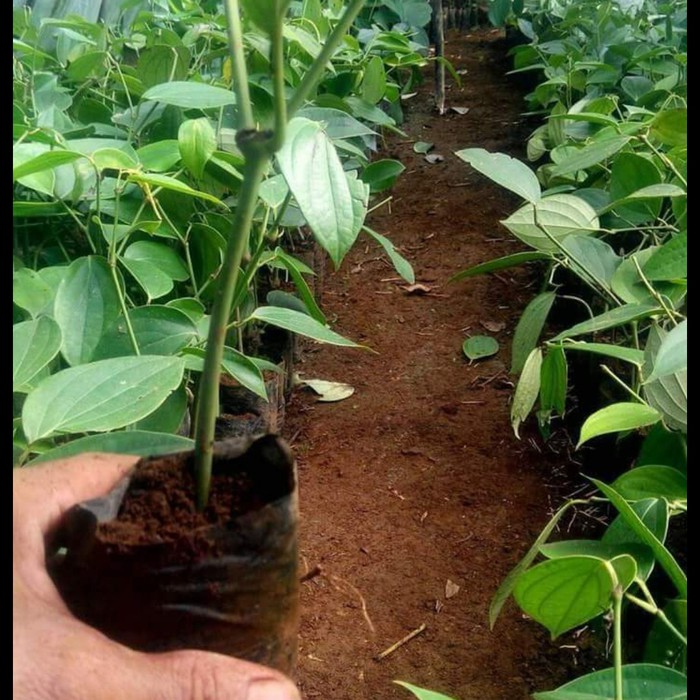 Jual Bibit Tanaman Lada Atau Merica Perdu | Shopee Indonesia