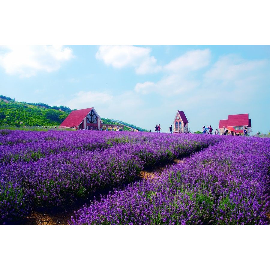 Jual Biji Benih Bunga Lavender Lavendel Lavendula 100 seeds | Shopee ...