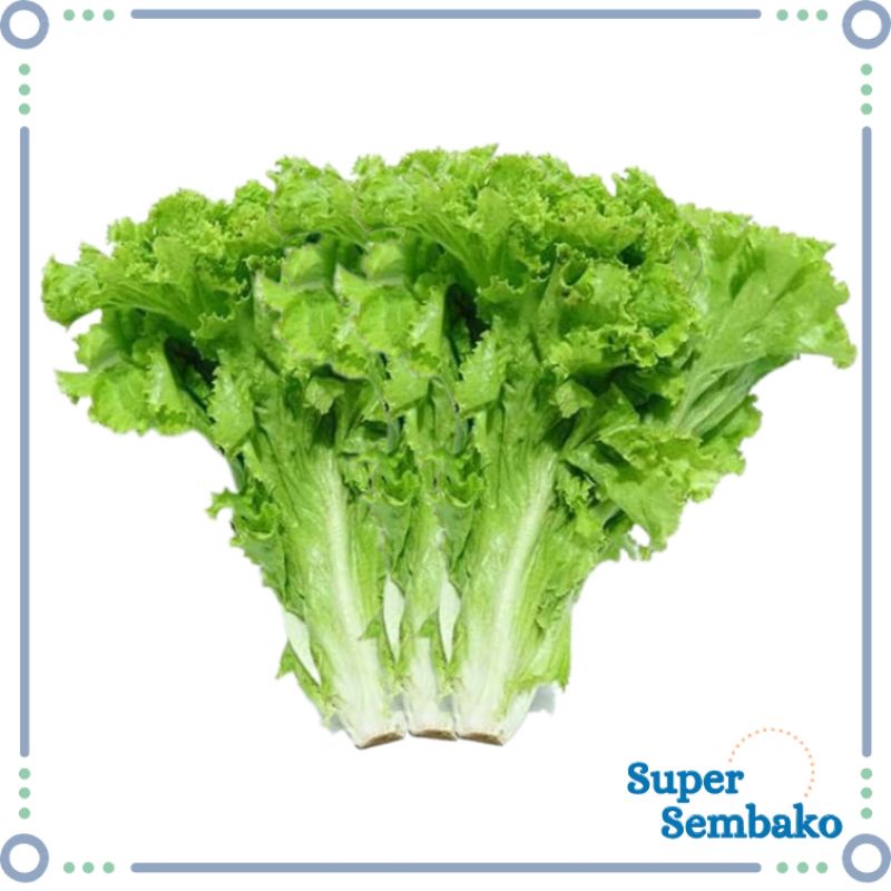 Jual SAYUR DAUN SELADA AIR HIJAU 500g SEGAR FRESH BERKUALITAS SUPER ...
