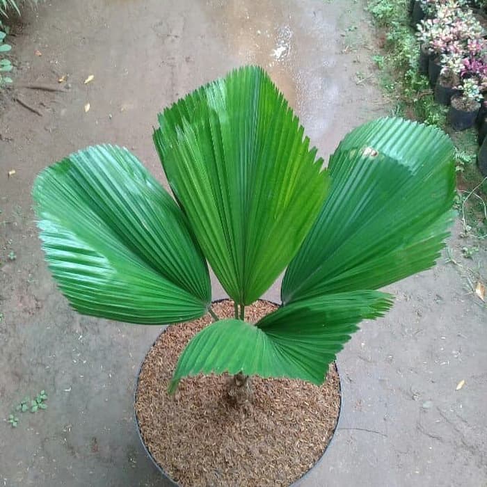 Jual tanaman hias palm kol kipas/bibitt tanaman palem kol kipas ...