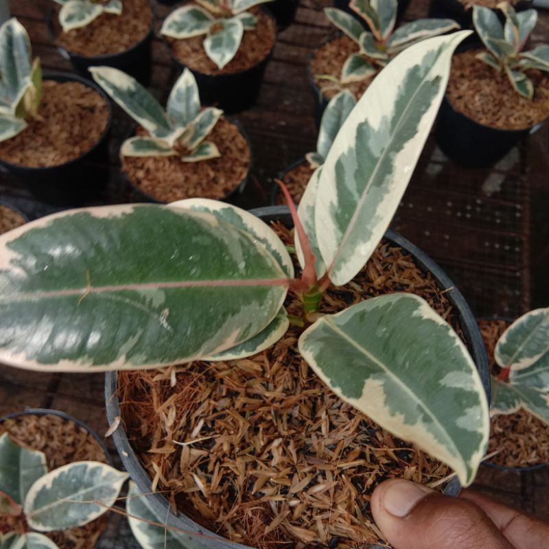 Jual Tanaman Ficus mini elastica tineke ficus mini variegata | Shopee ...