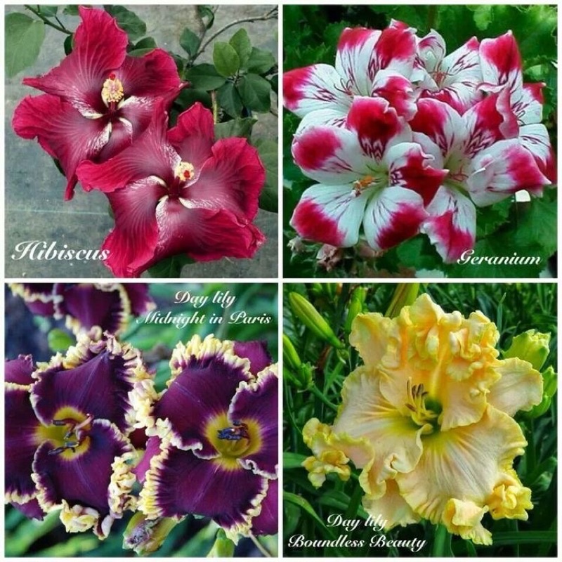 Jual TANAMAN ADENIUM TUMPUK WARNA TERBARU-KAMBOJA JEPANG- KEMBOJA ...